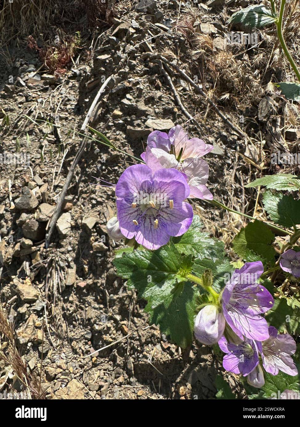 Large-flowered Phacelia (Phacelia grandiflora), Plantae, Getty View ...