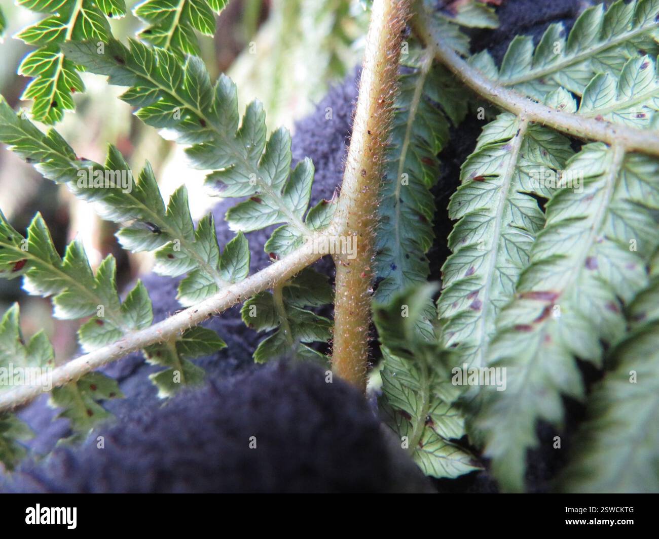 golden tree fern (Dicksonia fibrosa), Plantae, 3079, New Zealand Stock ...