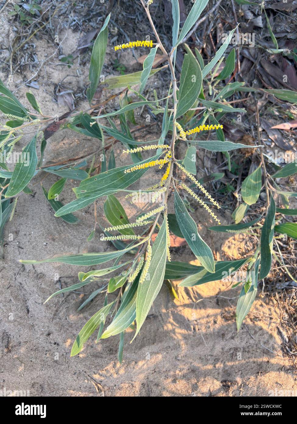 Acacia holosericea hi-res stock photography and images - Alamy