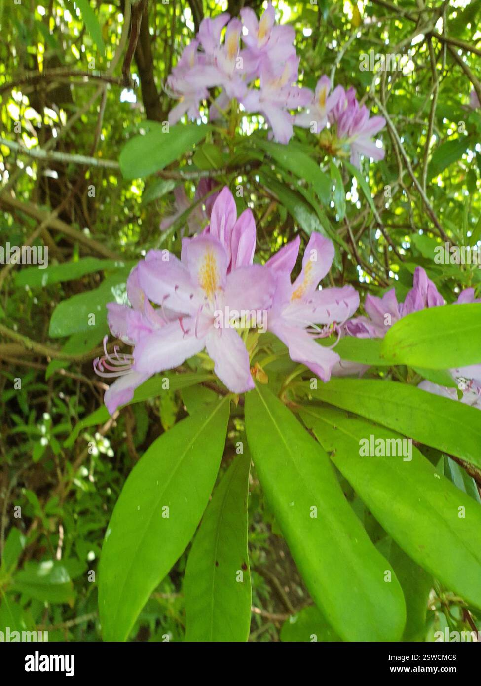 Pontic Rhododendron (Rhododendron ponticum), Plantae, Thornhill DG3 5AP ...