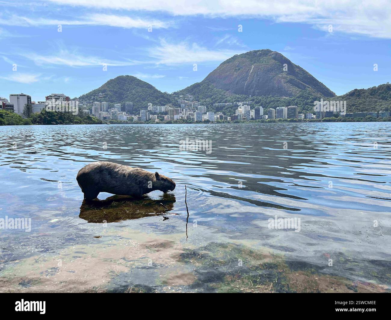 February 20, 2025, Rio De Janeiro, Rio De Janeiro, Brazil: A capybara ...