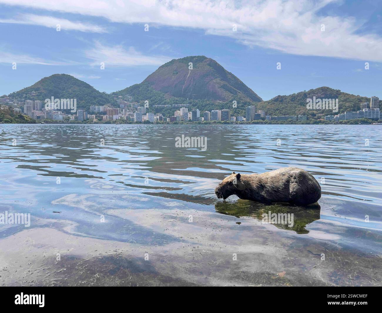 February 20, 2025, Rio De Janeiro, Rio De Janeiro, Brazil: A capybara ...