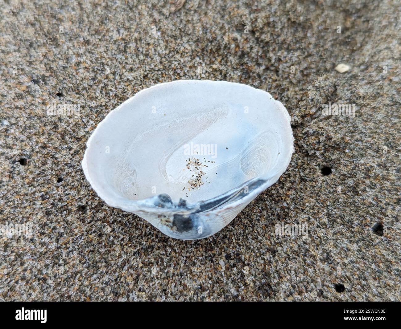(Leukoma), Mollusca, Westlake, Daly City, CA, USA Stock Photo - Alamy
