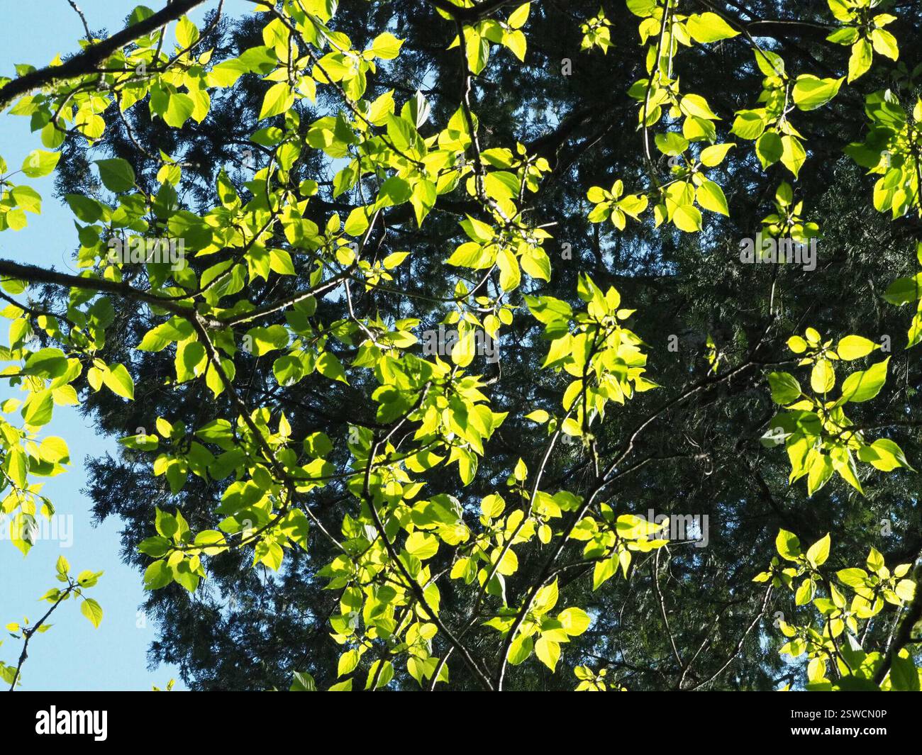 Wonder tree (Idesia polycarpa), Plantae, 台灣桃園市 Stock Photo - Alamy