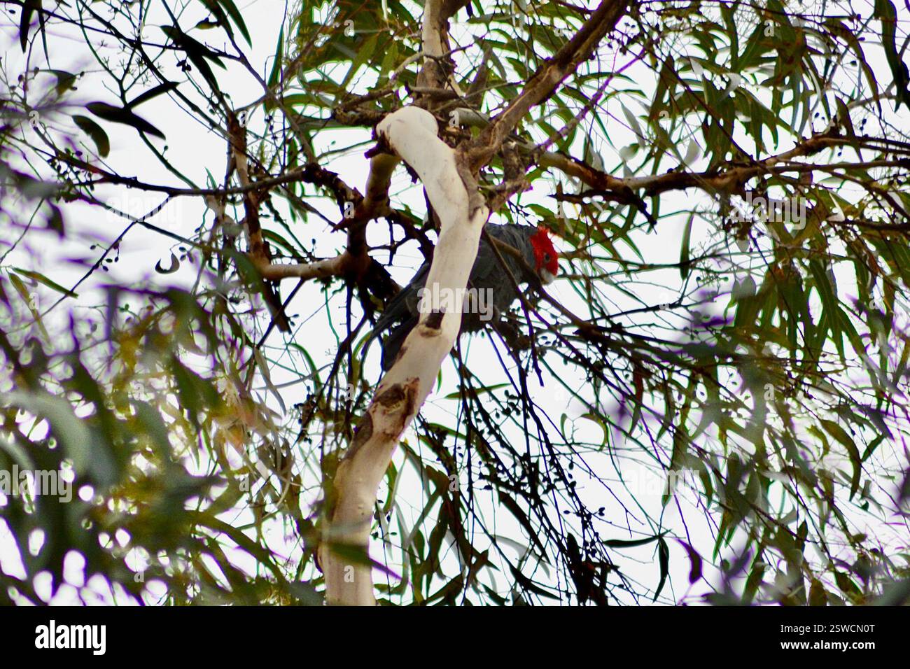 Gang-gang Cockatoo (Callocephalon fimbriatum), Aves, Victoria, AU, Male and female observed in ...