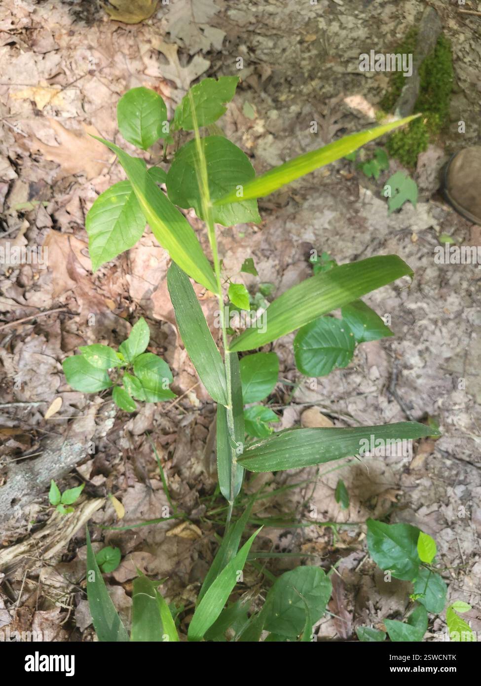 Long-awned Wood Grass (Brachyelytrum erectum), Plantae, Fox Chase, KY ...