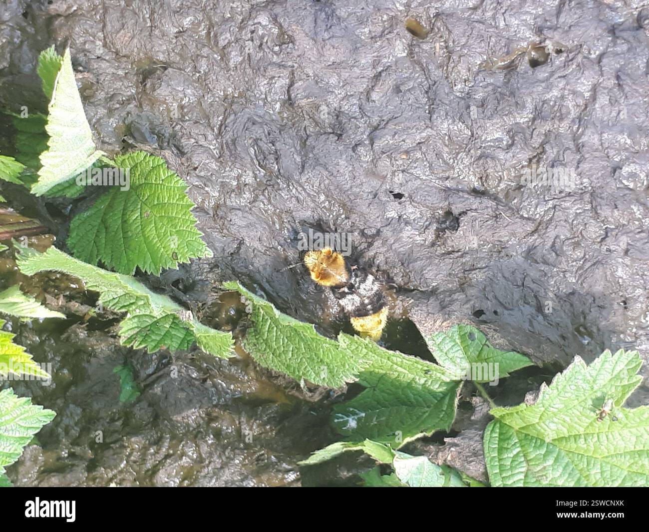 Maid of Kent beetle (Emus hirtus), Insecta, Fahrland, Potsdam ...