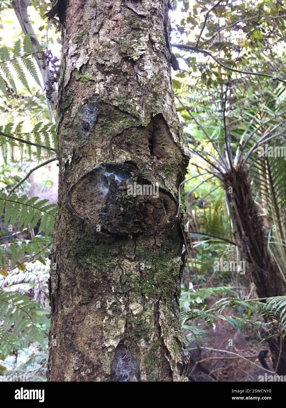 Marble leaf (Carpodetus serratus), Plantae, Kauri Park neighbourhood ...