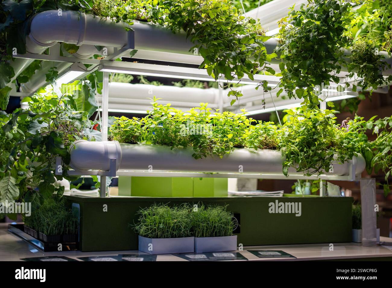 Growing spice plants, lettuce, mint basil in smart vertical farm with ...
