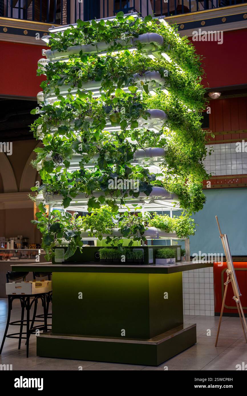 Growing spice plants, lettuce, mint basil in smart vertical farm with ...