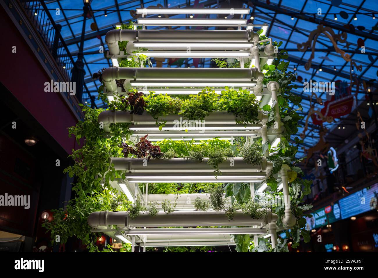 Growing spice plants, lettuce, mint basil in smart vertical farm with ...