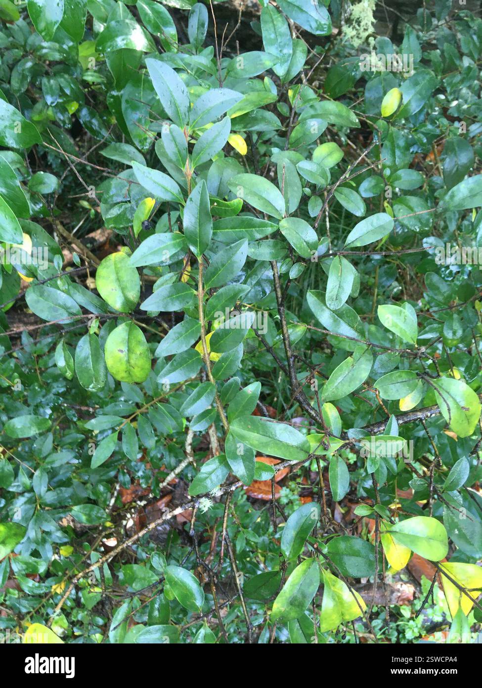 tree privet (Ligustrum lucidum), Plantae, Greenhithe, North Auckland ...
