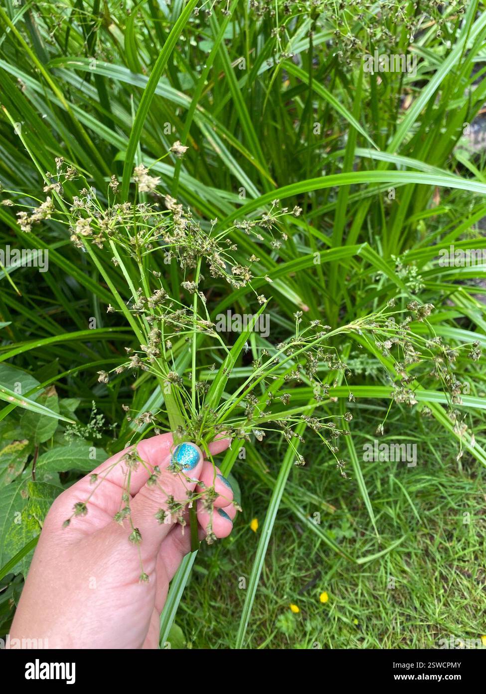 Panicled Bulrush (Scirpus microcarpus), Plantae, Everett Crowley Park ...