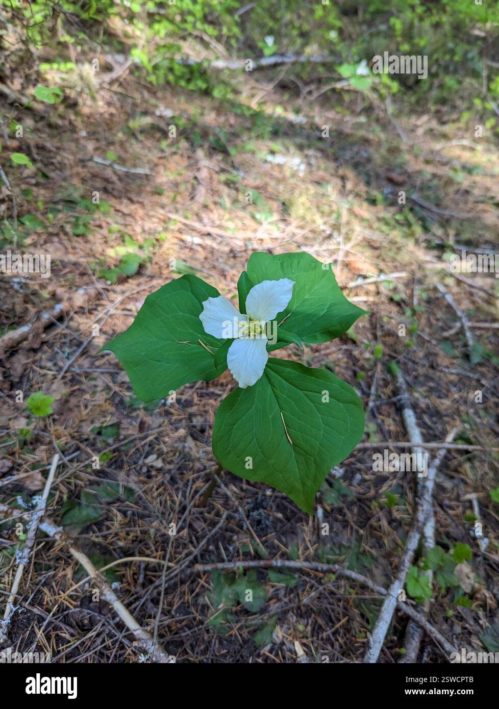 Pacific trillium (Trillium ovatum), Plantae, Cougar, WA 98616, USA ...