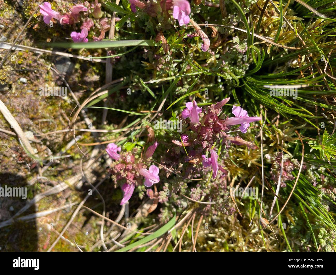Common Lousewort (Pedicularis sylvatica), Plantae, Loch Lomond & The ...
