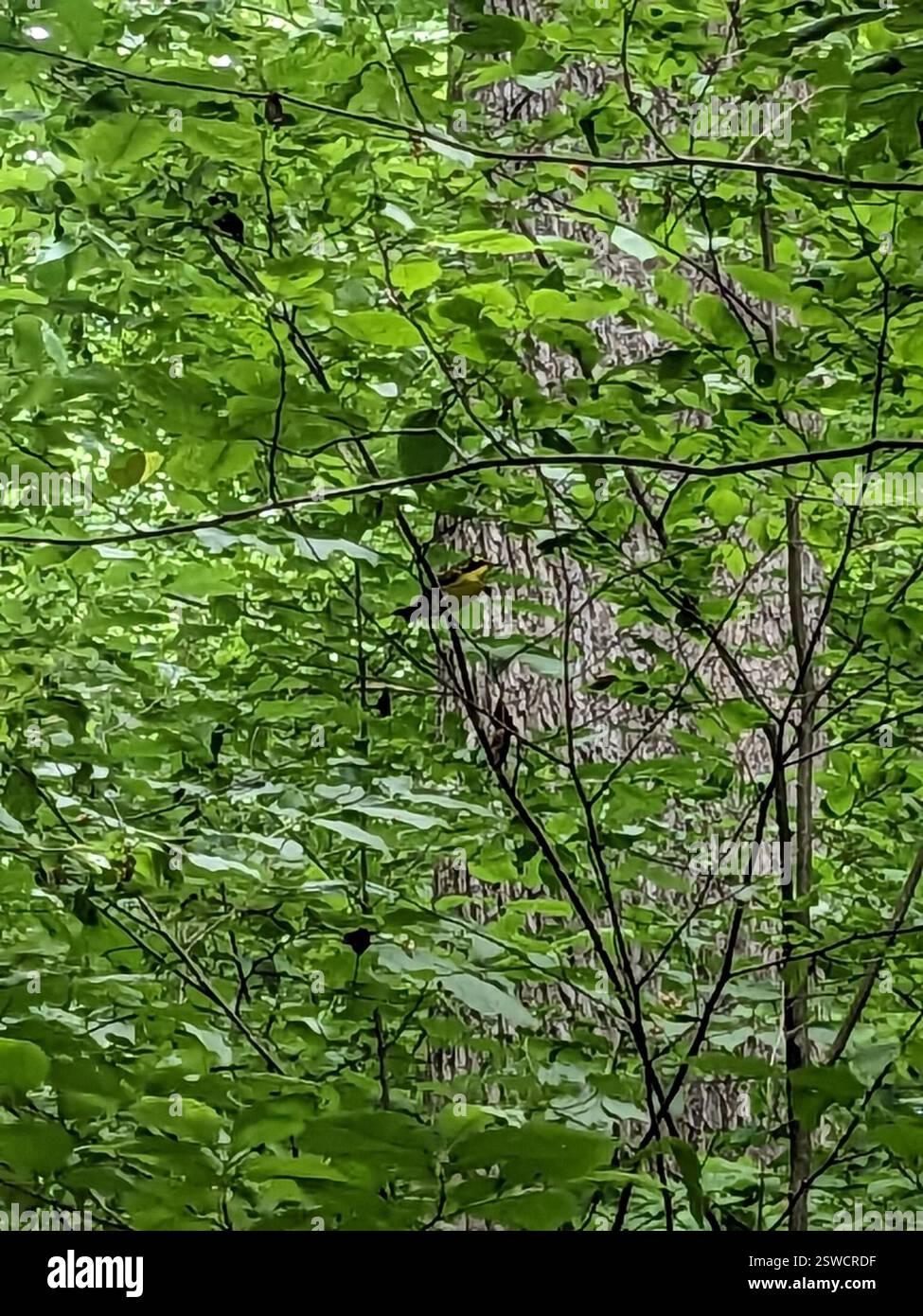 Kentucky Warbler (Geothlypis formosa), Aves, Brown County, US-IN, US ...