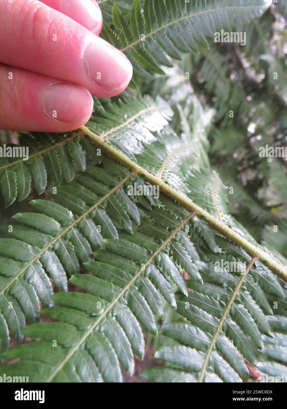 silver fern (Cyathea dealbata), Plantae, Tararua Range Stock Photo - Alamy
