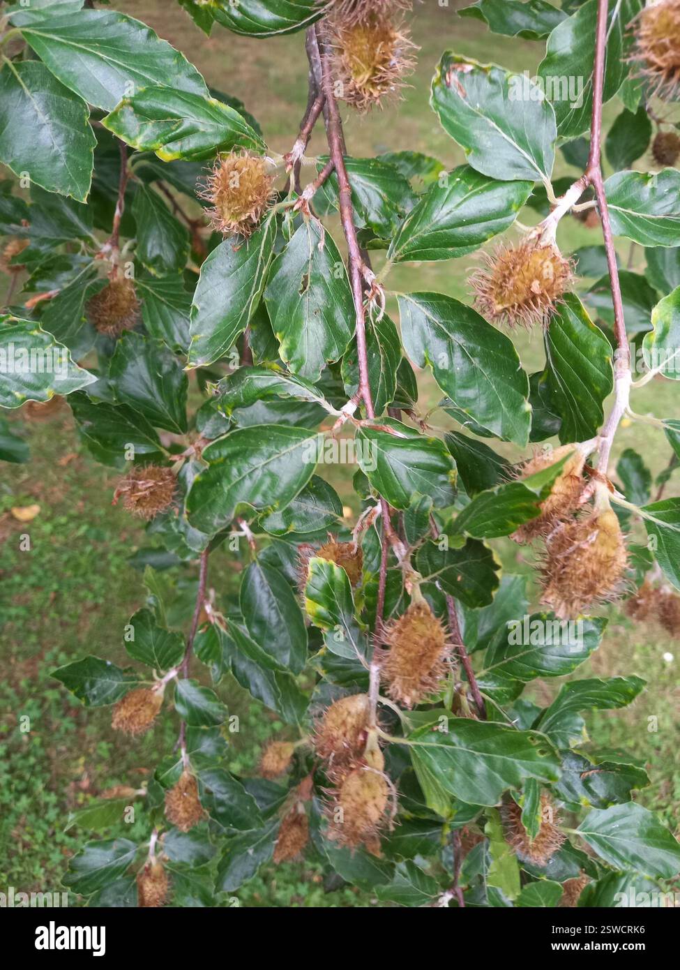 European beech (Fagus sylvatica), Plantae, Manor Farm Business Park ...