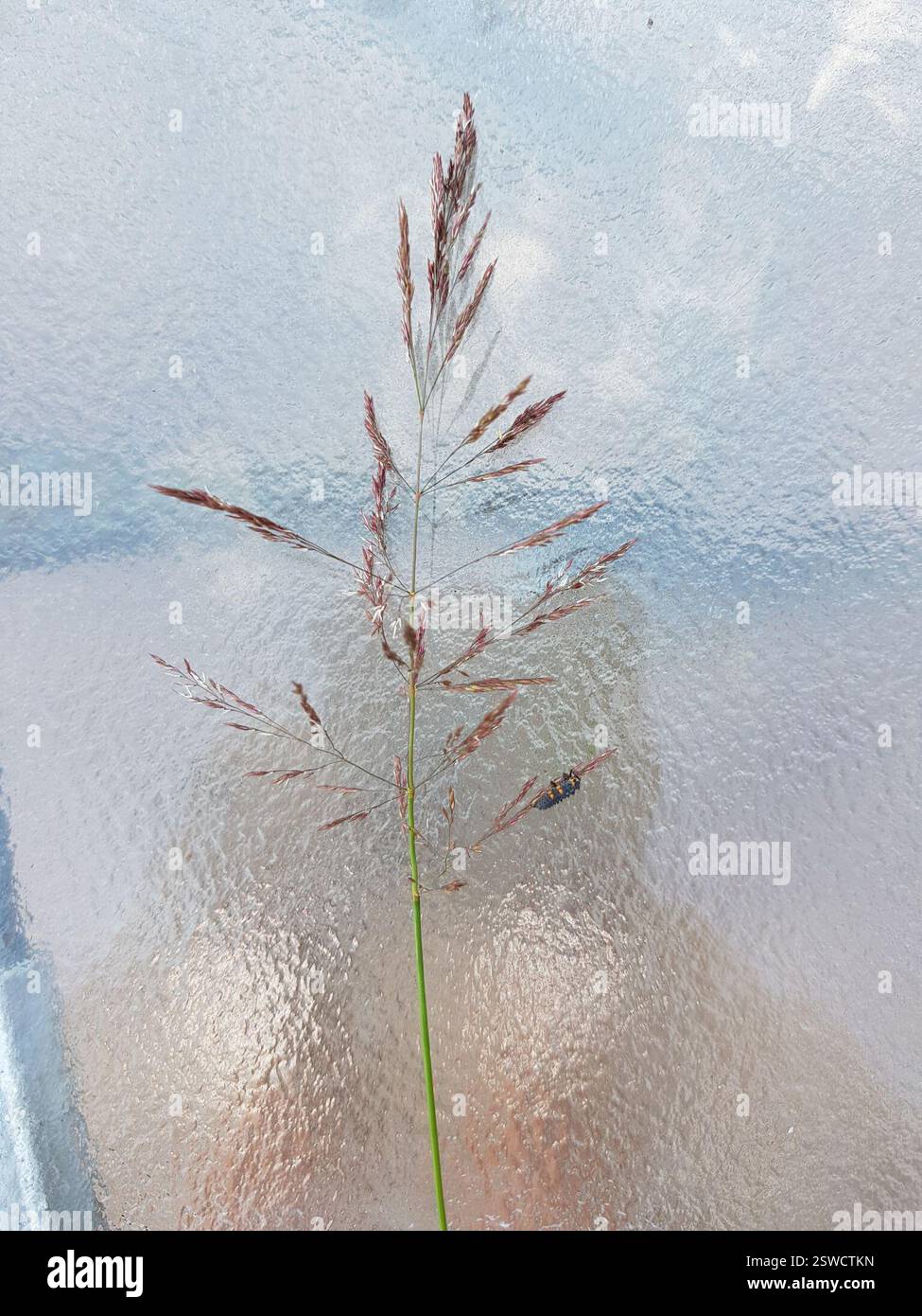 grasses (Poaceae), Plantae, Coventry CV3, UK Stock Photo - Alamy