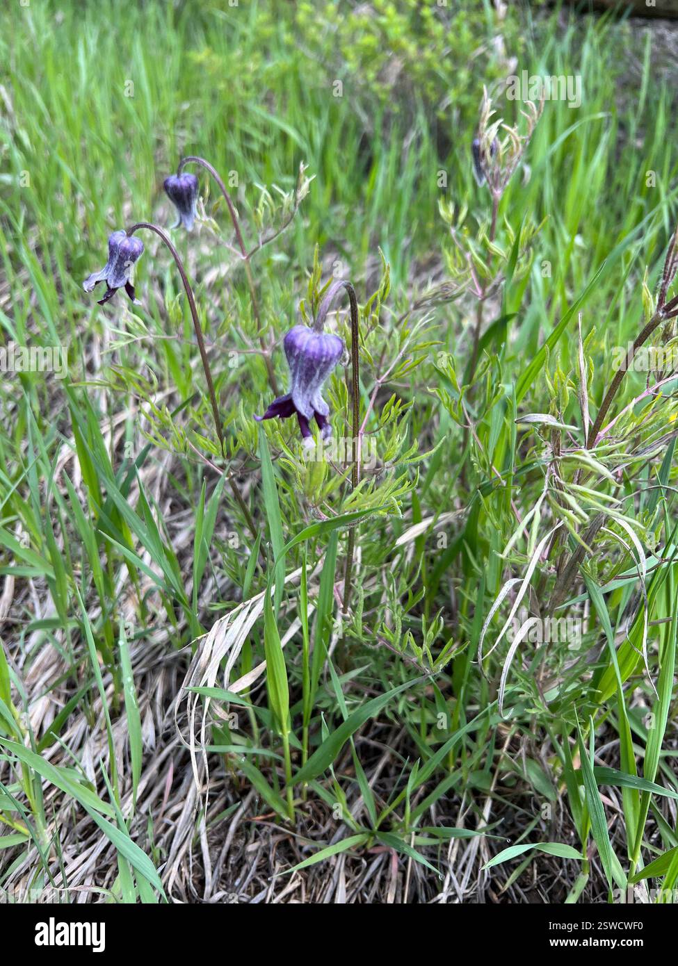 hairy clematis (Clematis hirsutissima), Plantae, Ashley National Forest ...