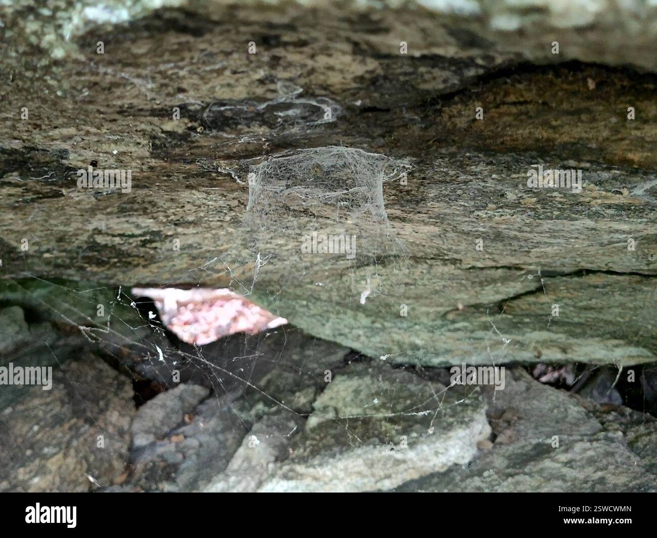 North American lampshade spiders (Hypochilus), Arachnida, Rumbling Bald ...