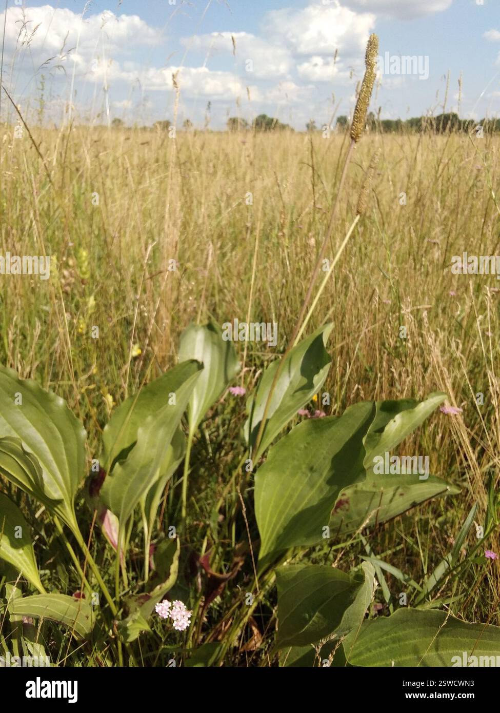Plantago maxima hi-res stock photography and images - Alamy