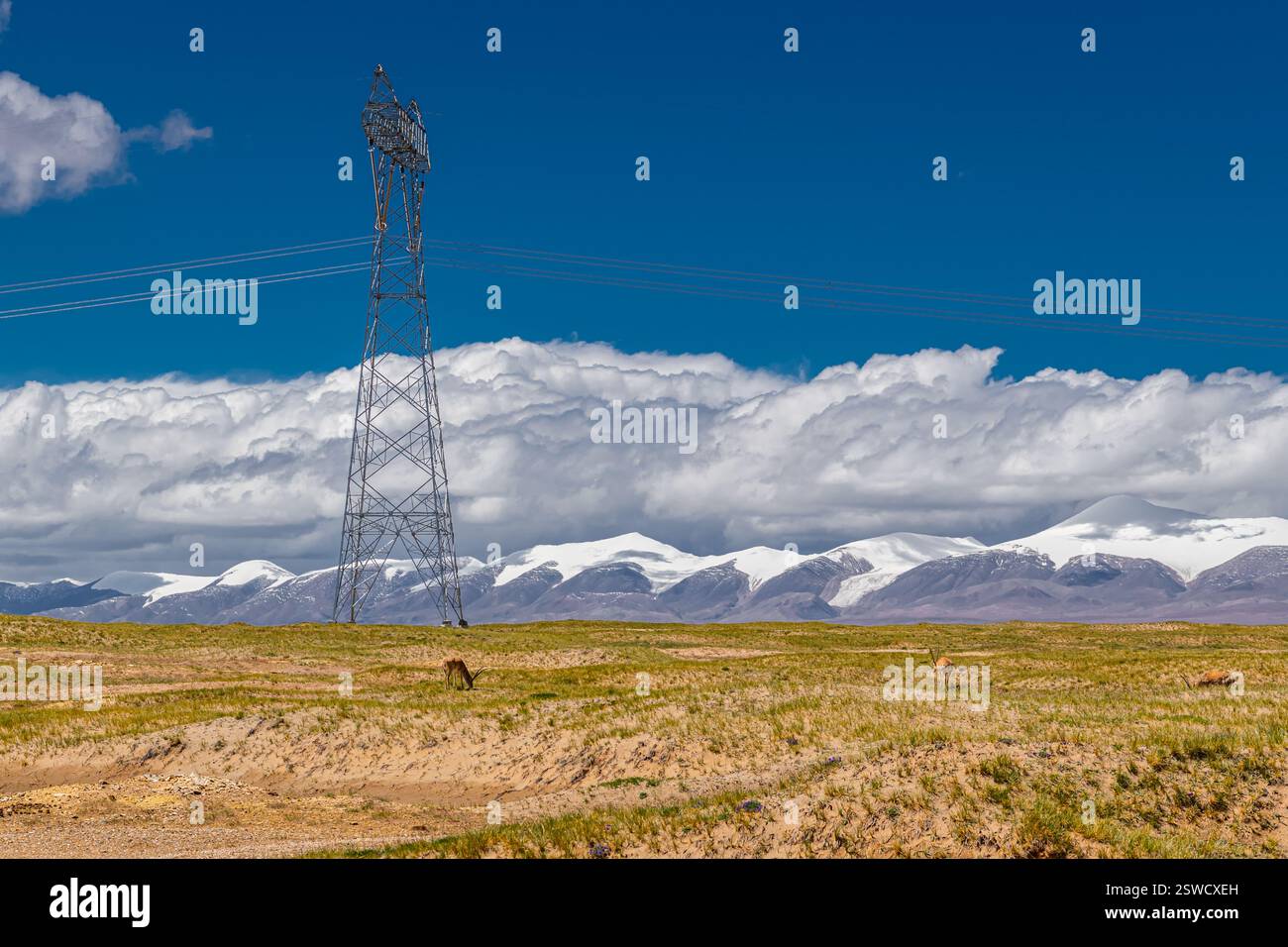 A group of wild Tibetan antelopes on the Qinghai-Tibet Plateau with the ...