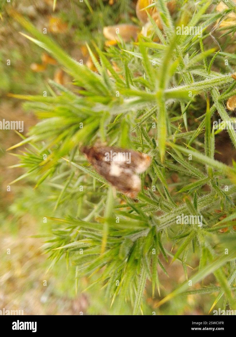 Common Drill (Dichrorampha petiverella), Insecta, Edinburgh EH13, UK ...