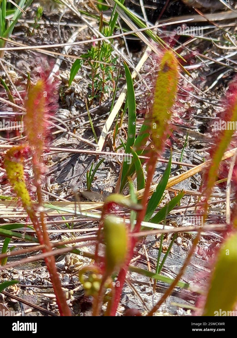 Great Sundew (Drosera anglica), Plantae, Acharacle PH36 4AB, UK Stock ...