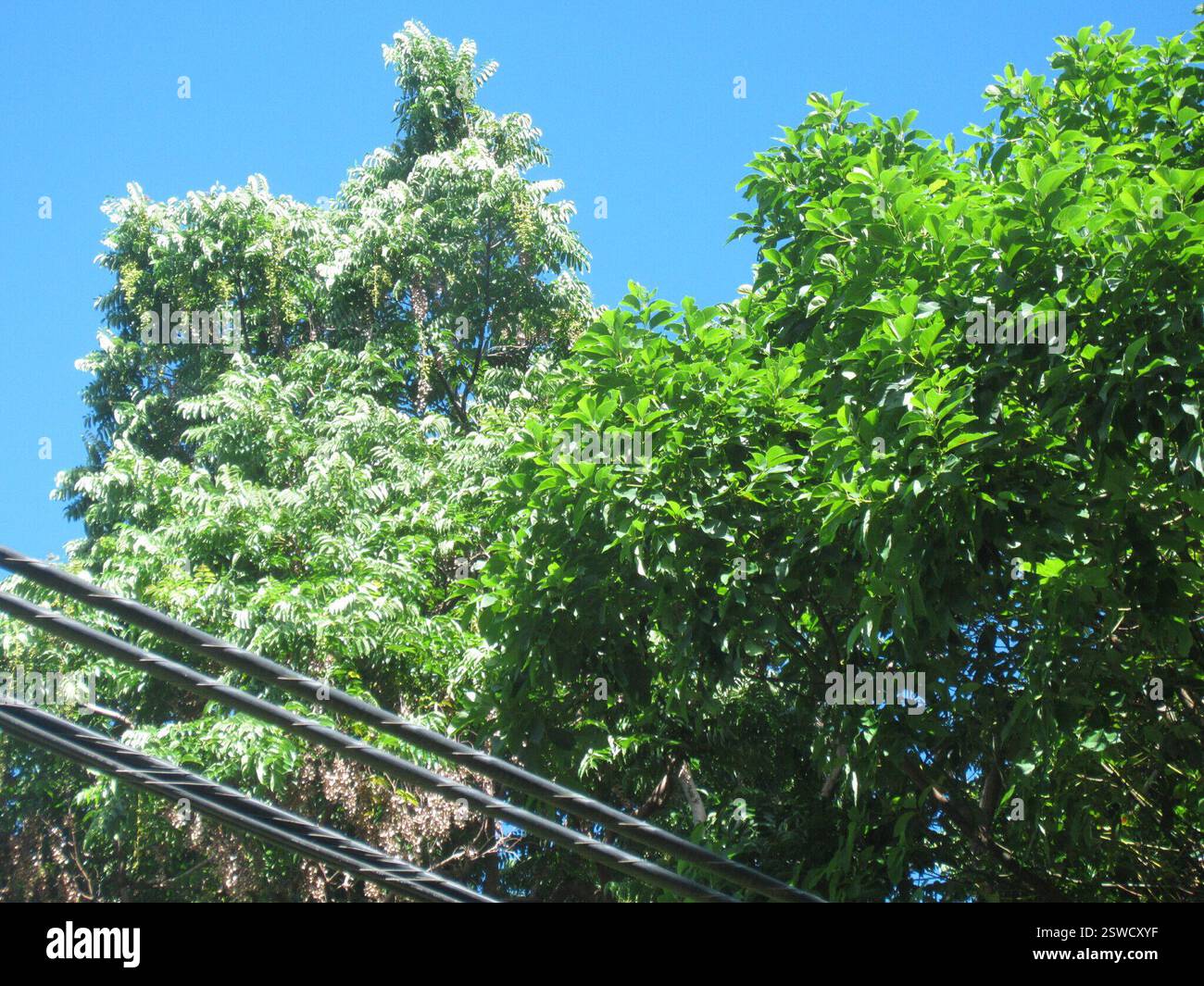 mahogany family (Meliaceae), Plantae, Captain Cook, HI, USA, The left ...