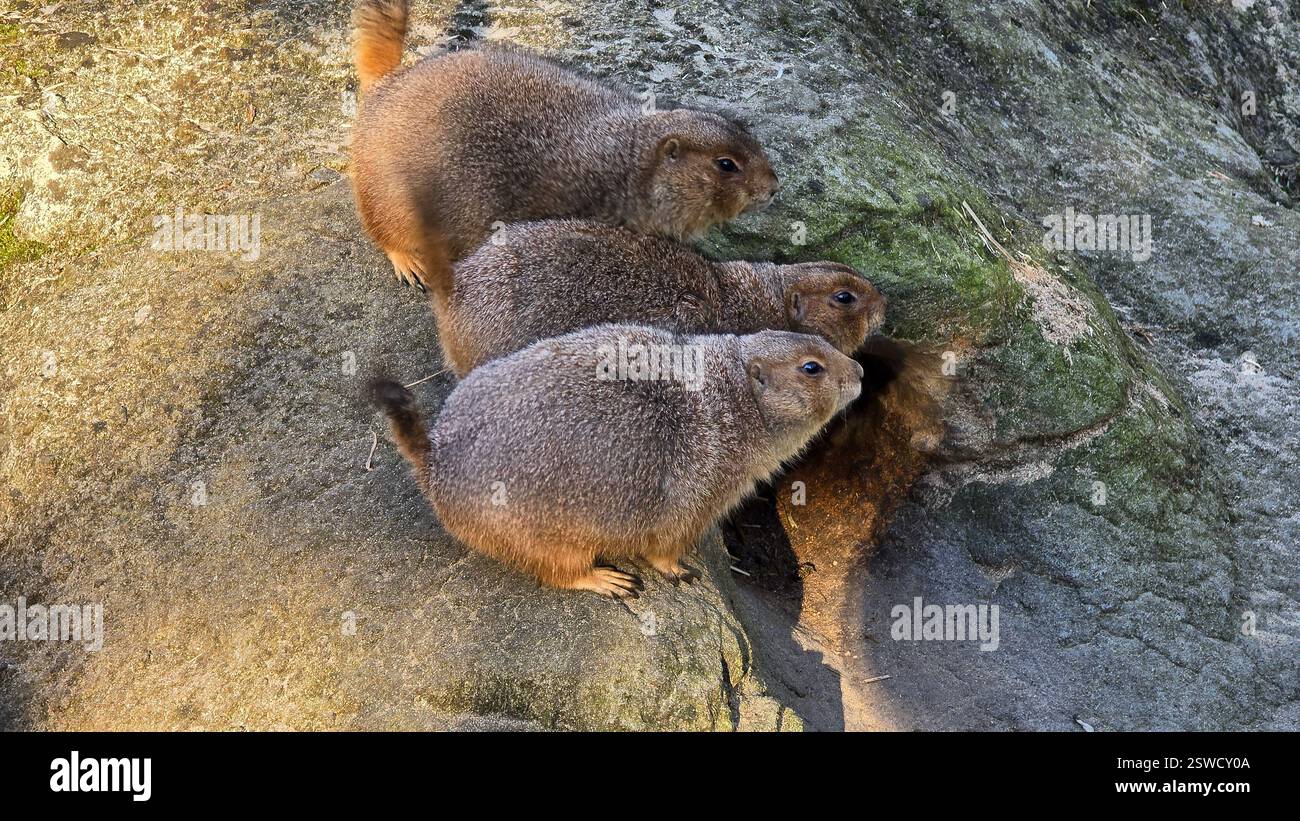 A lively group of marmots is foraging on rocky terrain, beautifully ...