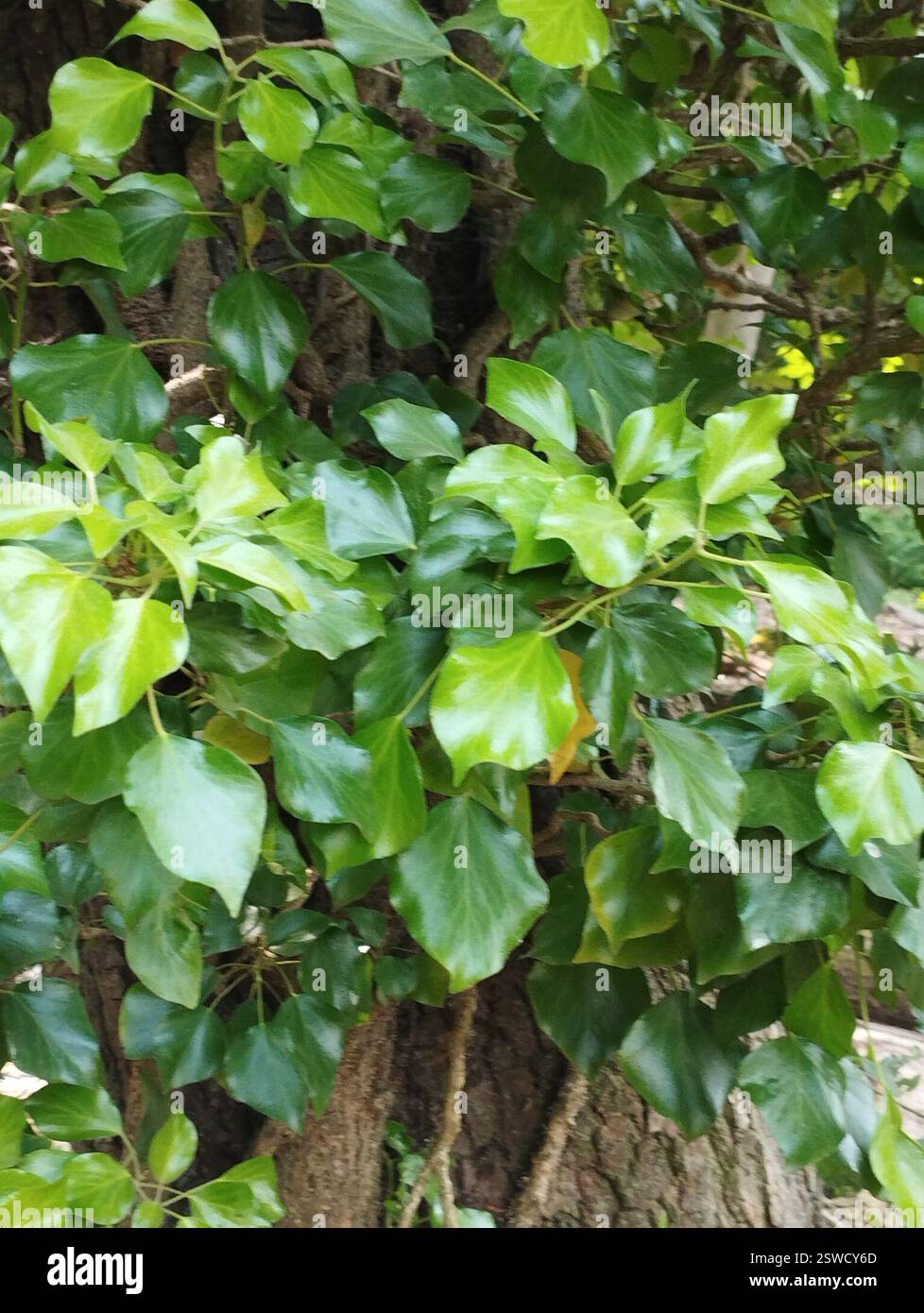 common ivy (Hedera helix), Plantae, Southampton SO30 3XH, UK Stock ...