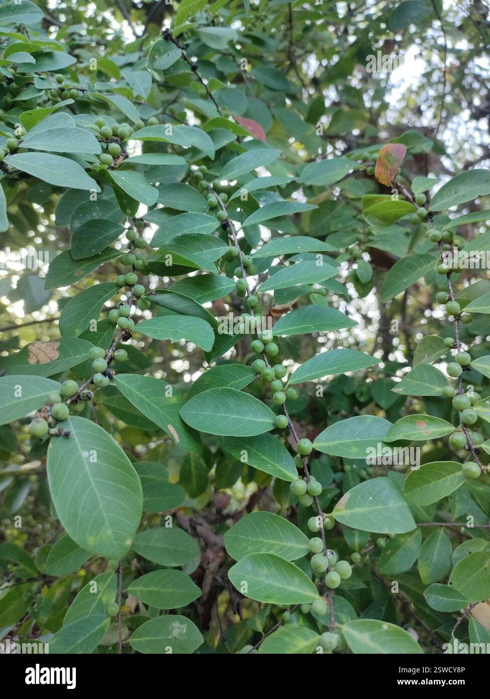 Pop-gun Seed (Bridelia tomentosa), Plantae, G733+GGH, Kedewatan, Ubud ...