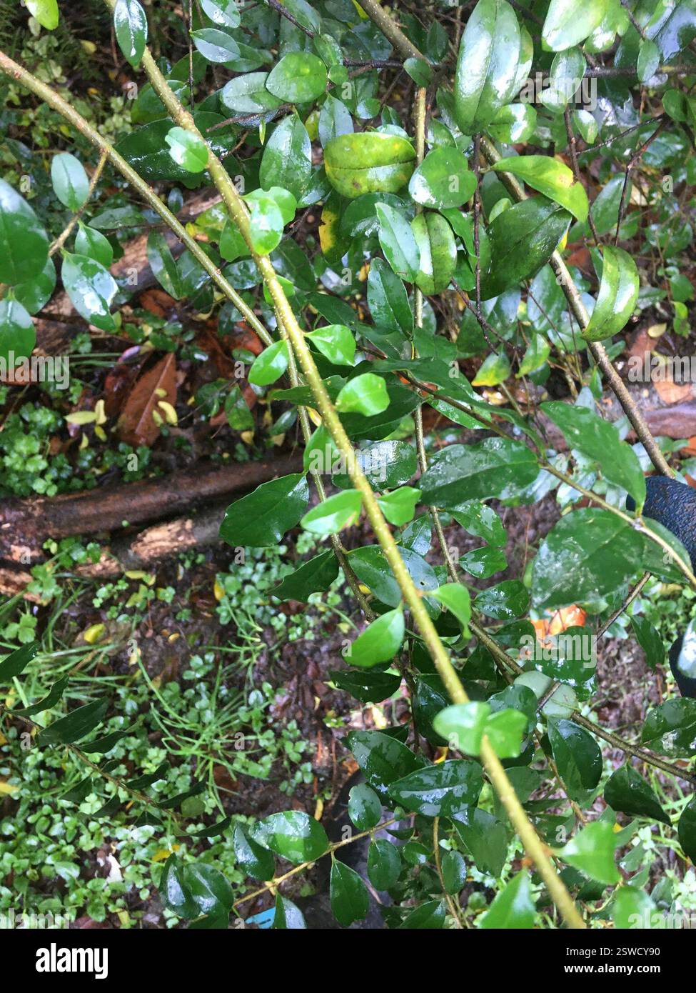 Chinese privet (Ligustrum sinense), Plantae, Greenhithe, North Auckland ...