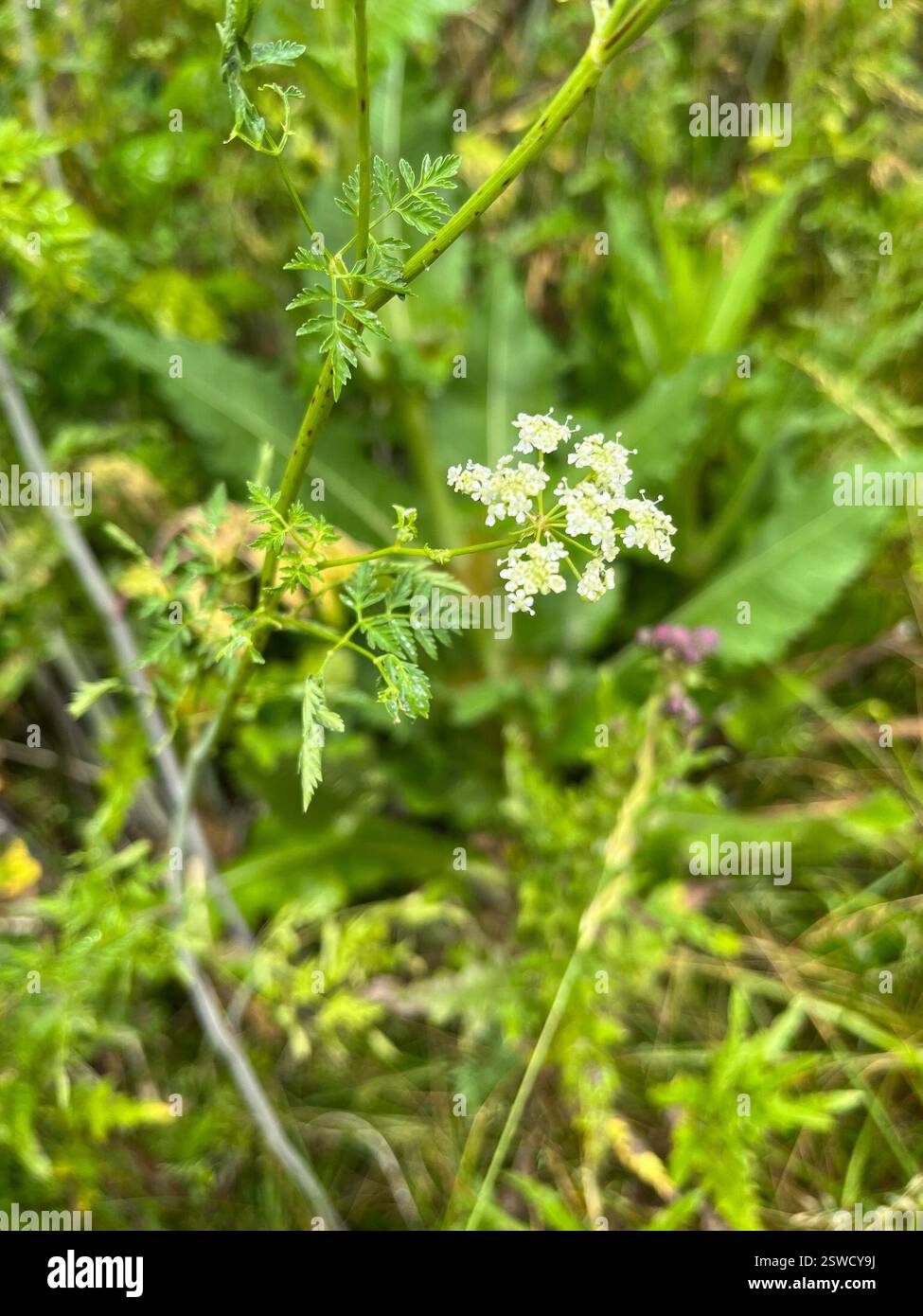 poison hemlock (Conium maculatum), Plantae, Northumberland County, PA ...