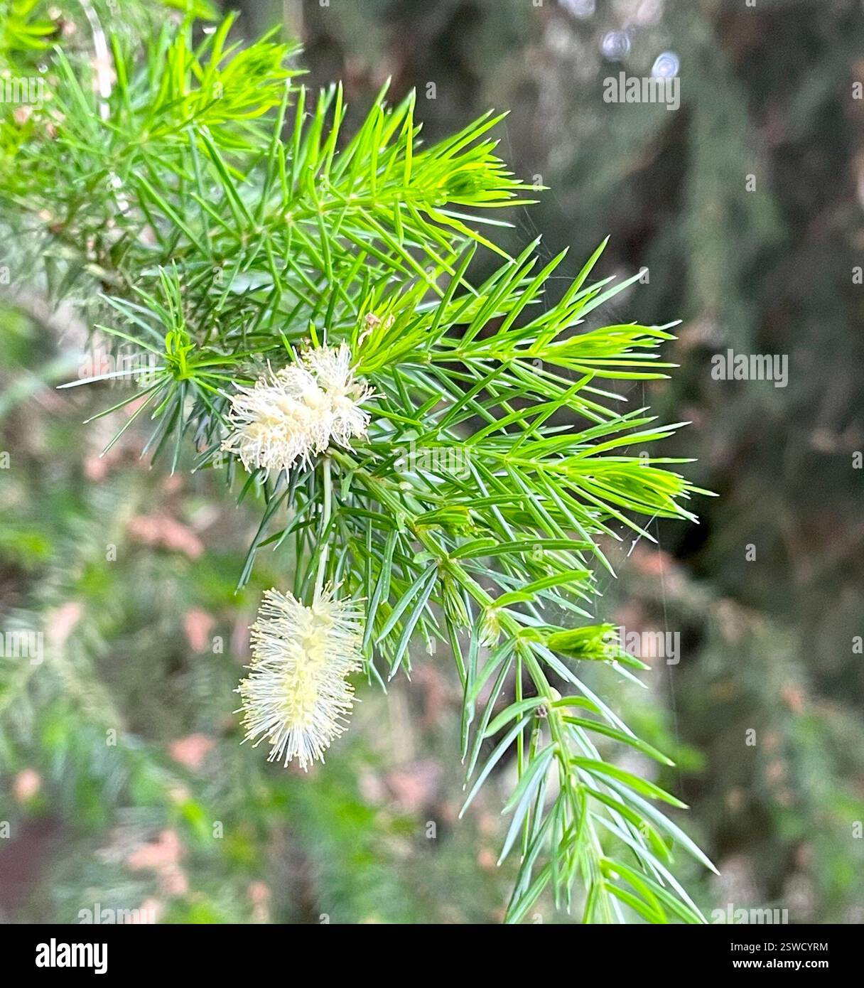 Prickly moses (Acacia verticillata), Plantae, Pebble Beach, CA, US ...