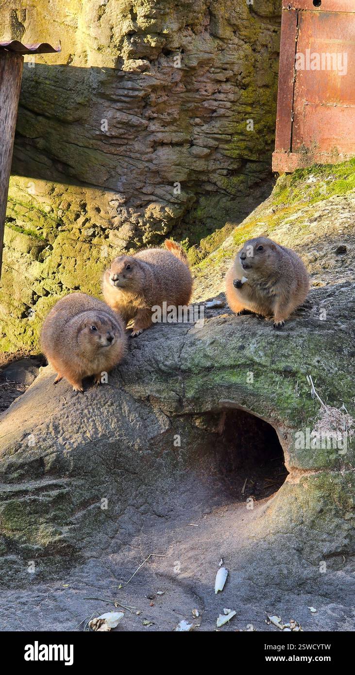 Three incredibly adorable animals happily relaxing on a large rock ...