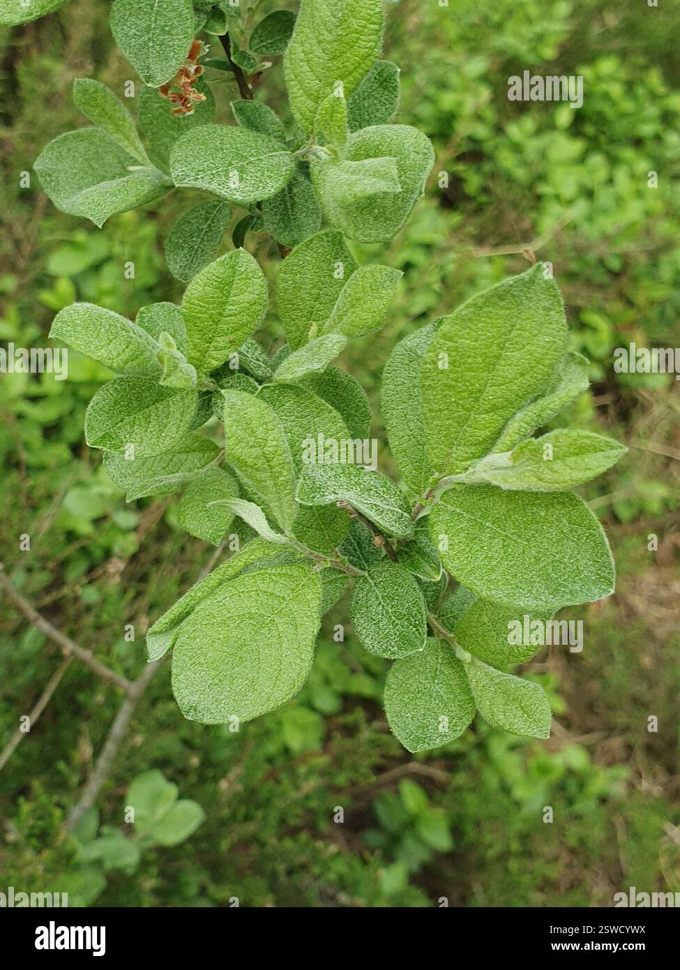 Eared Willow (Salix aurita), Plantae, Uttran, Sverige Stock Photo - Alamy