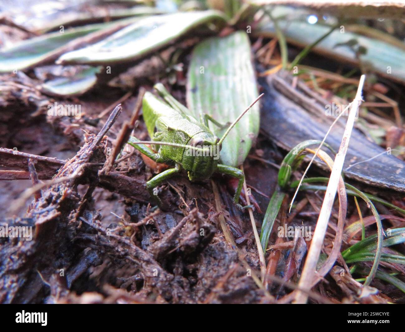 (Sigaus piliferus), Insecta, Carterton 5791, New Zealand Stock Photo ...