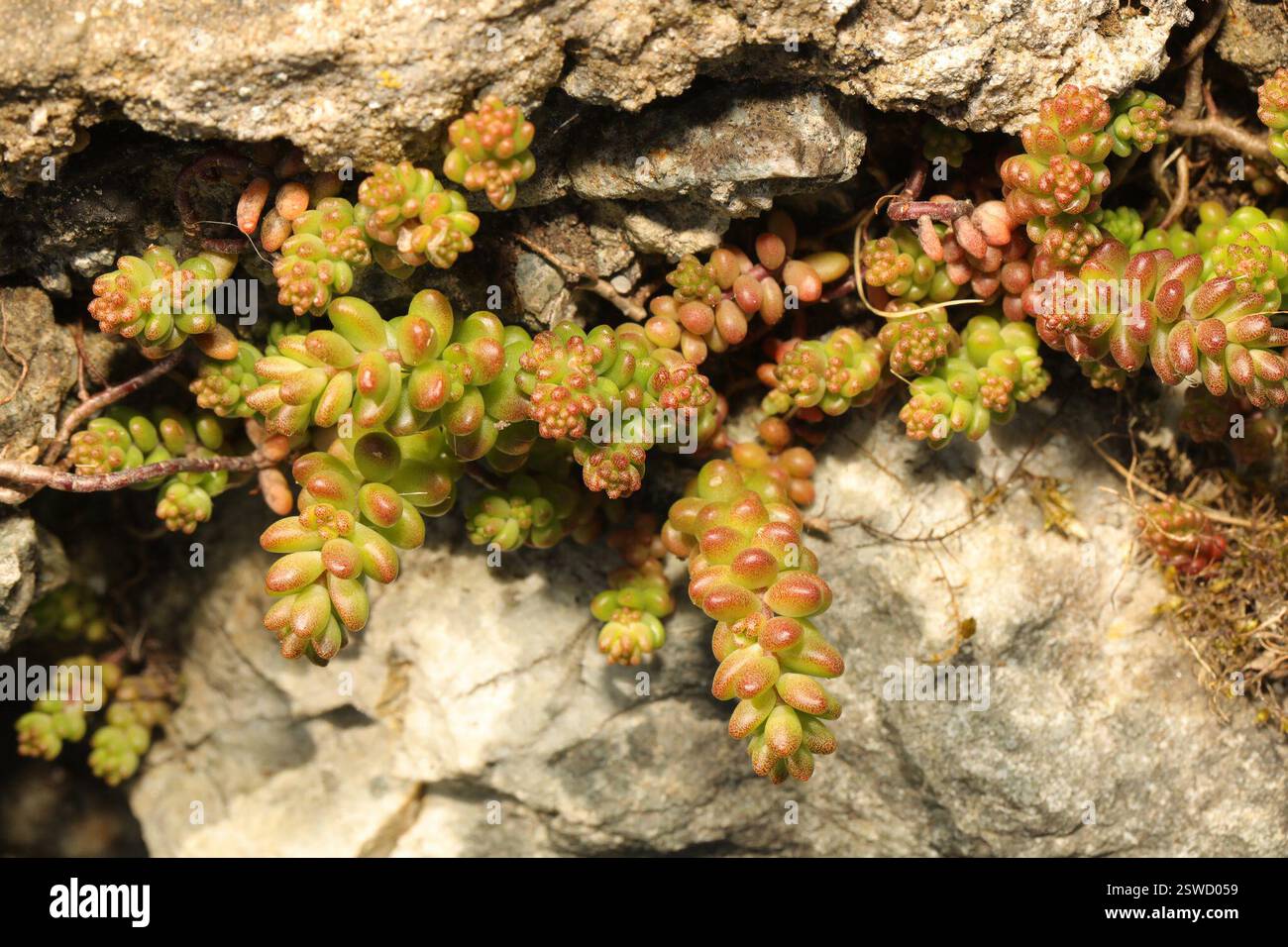 white stonecrop (Sedum album), Plantae, Holyhead Breakwater Park ...