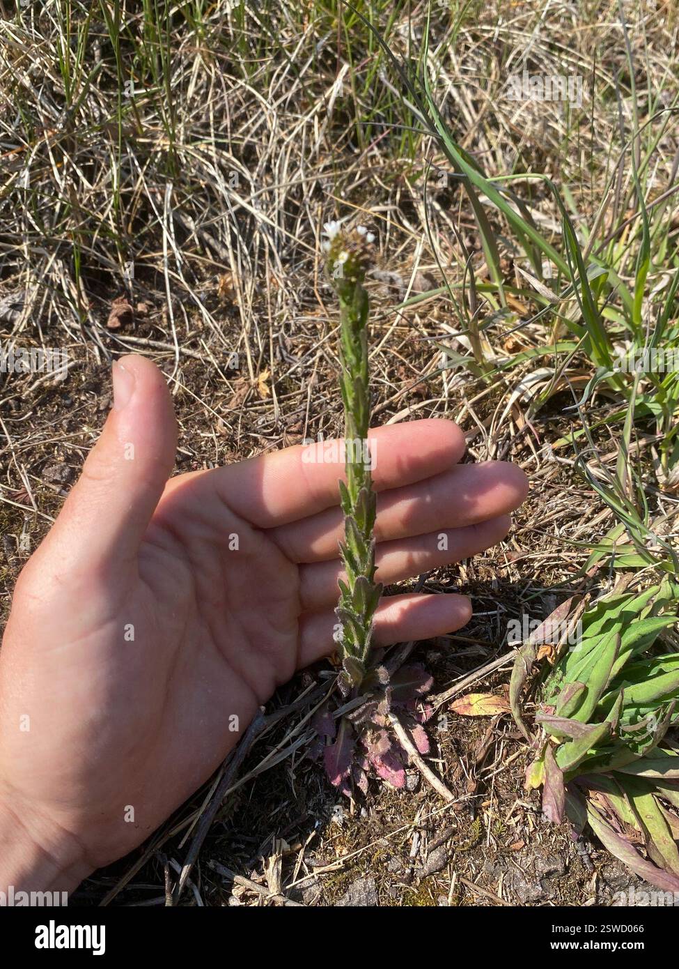 field peppergrass (Lepidium campestre), Plantae, Temperance River State ...