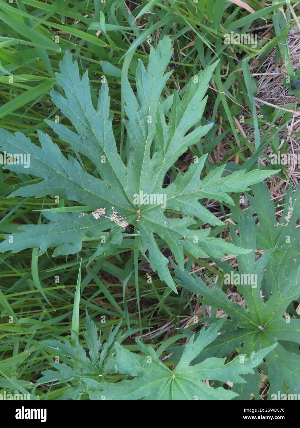 Glade Mallow (Napaea dioica), Plantae, Brookfield, WI, USA Stock Photo ...