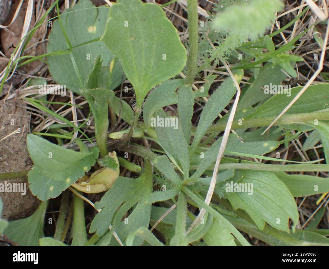 Prairie Buttercup (Ranunculus rhomboideus), Plantae, Waverley No. 44 ...