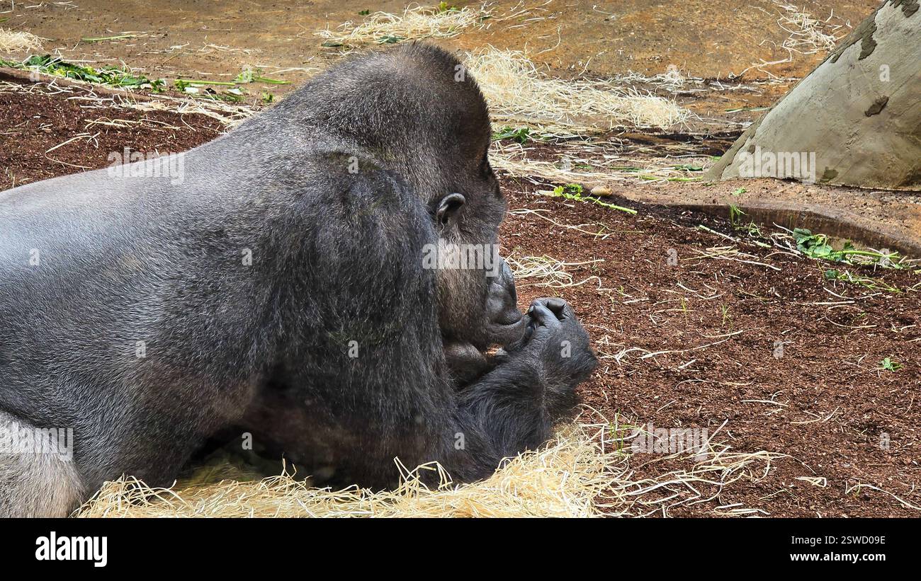 A tranquil and serene moment beautifully captured of a majestic gorilla ...