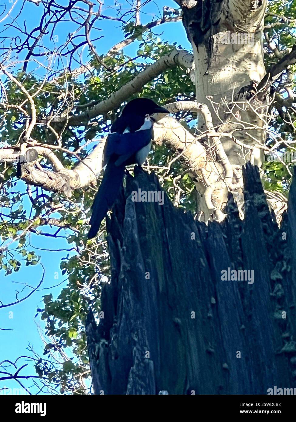 Black-billed Magpie (Pica hudsonia), Aves, Rocky Mountain National Park ...