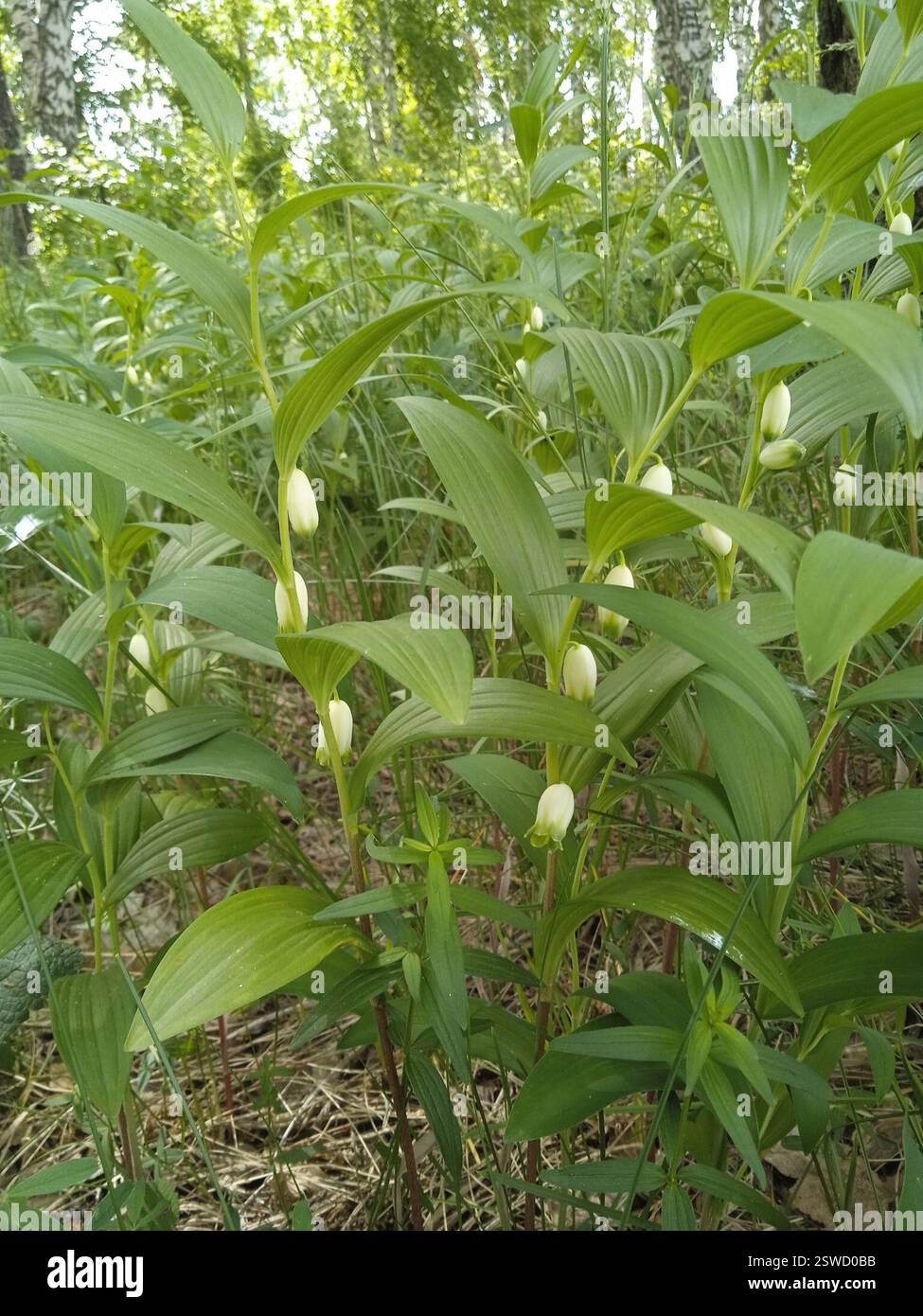 dwarf Solomon's seal (Polygonatum humile), Plantae, Новосибирская обл ...