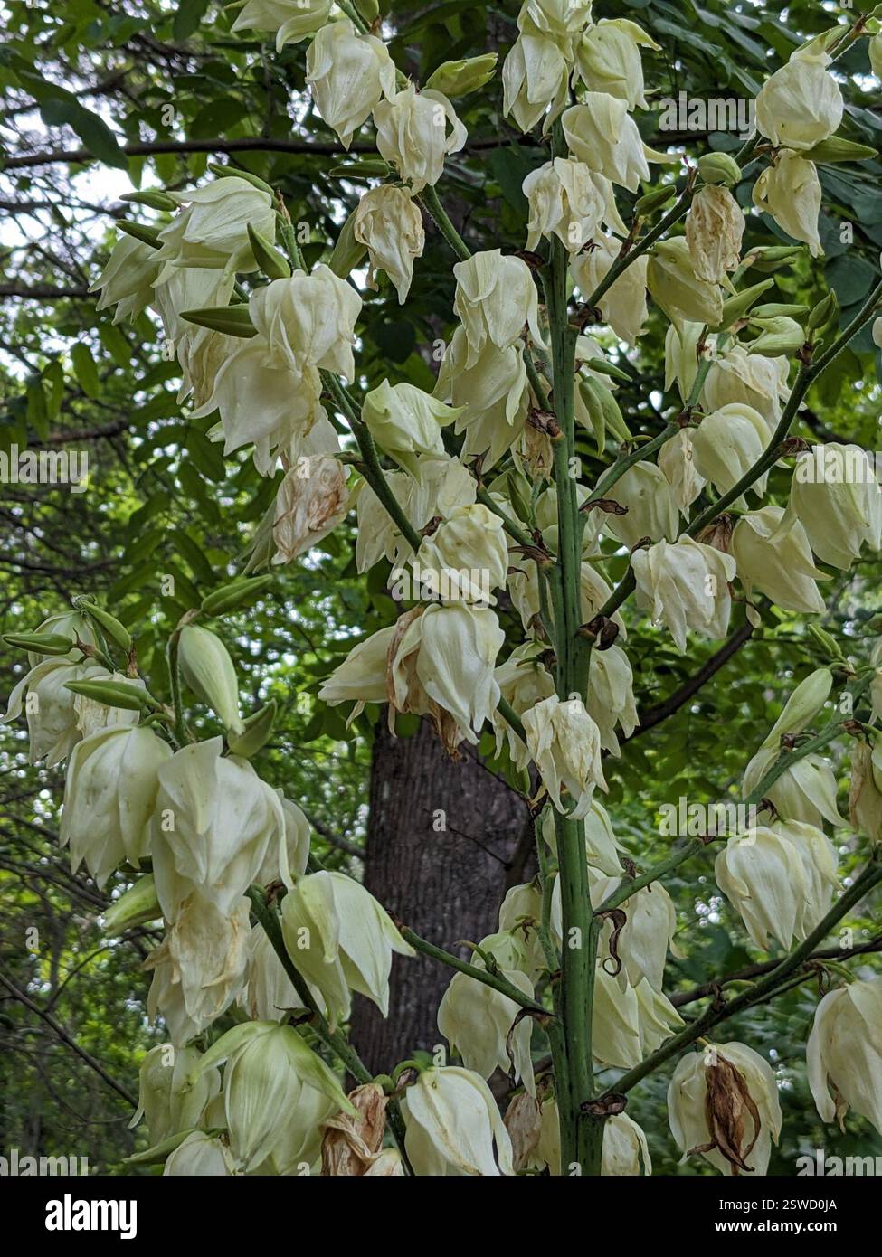 common yucca (Yucca filamentosa), Plantae, Tallulah Falls, GA, USA ...