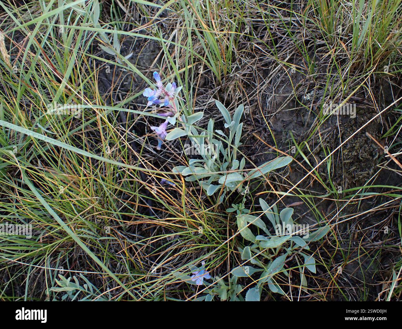Wax-leaf Beardtongue (Penstemon nitidus), Plantae, Mankota No. 45, SK ...