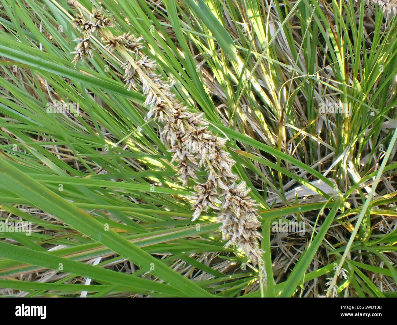 Greater tussock sedge carex paniculata hi-res stock photography and ...