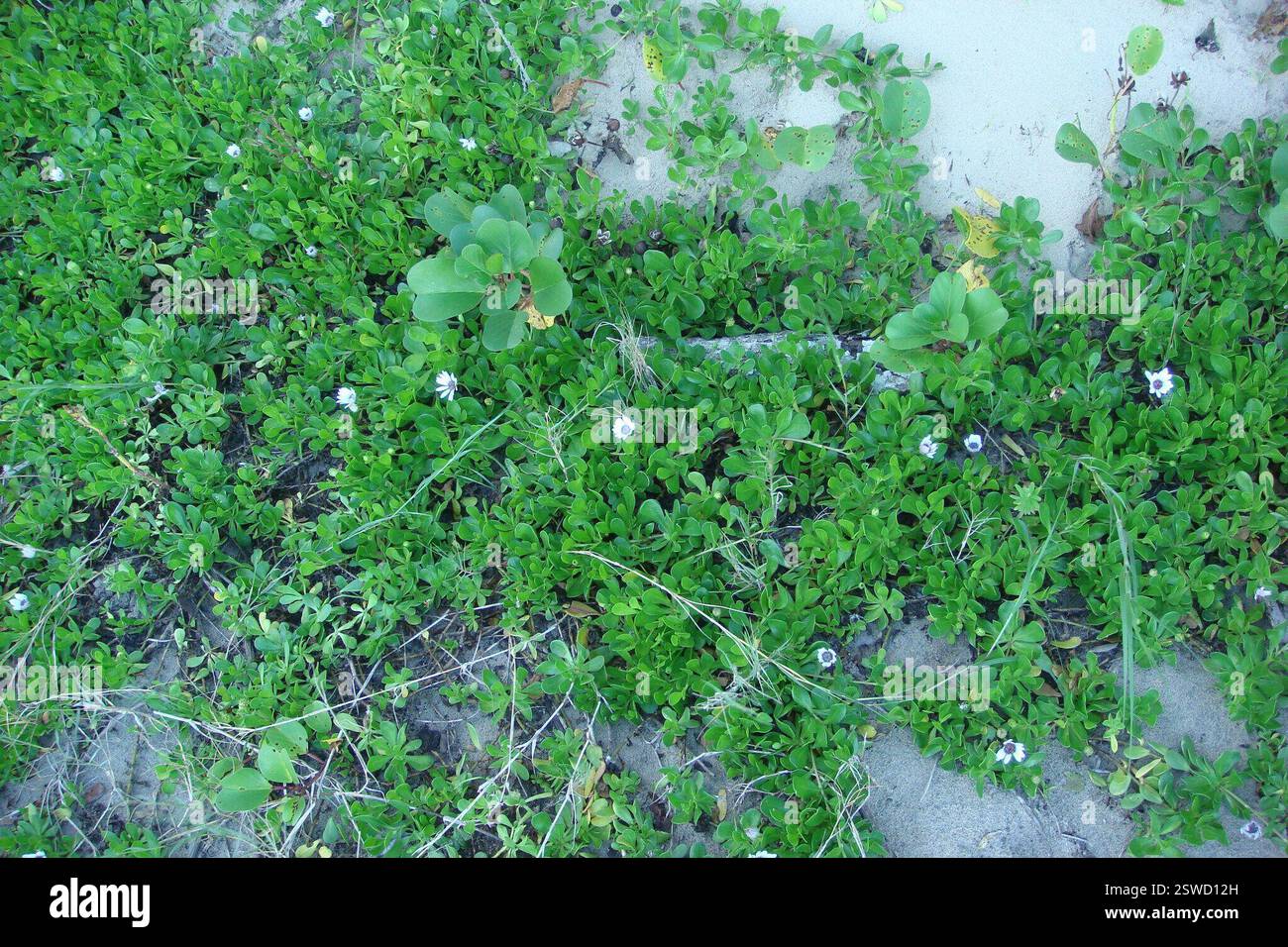 trailing African daisy (Dimorphotheca fruticosa), Plantae, Ivy Beach ...